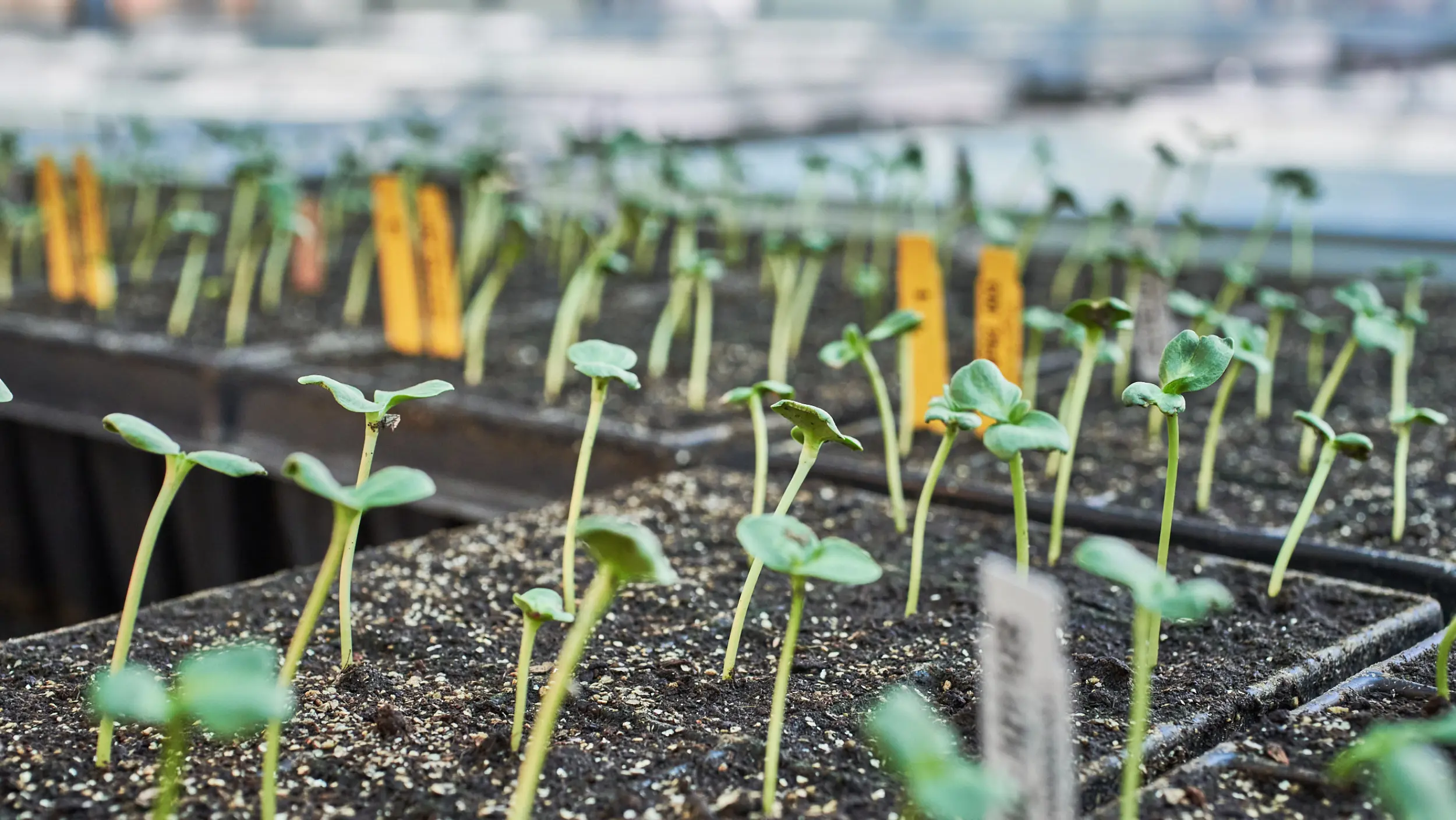 EU Commission releases proposals on New Genomic Techniques and Plant ...