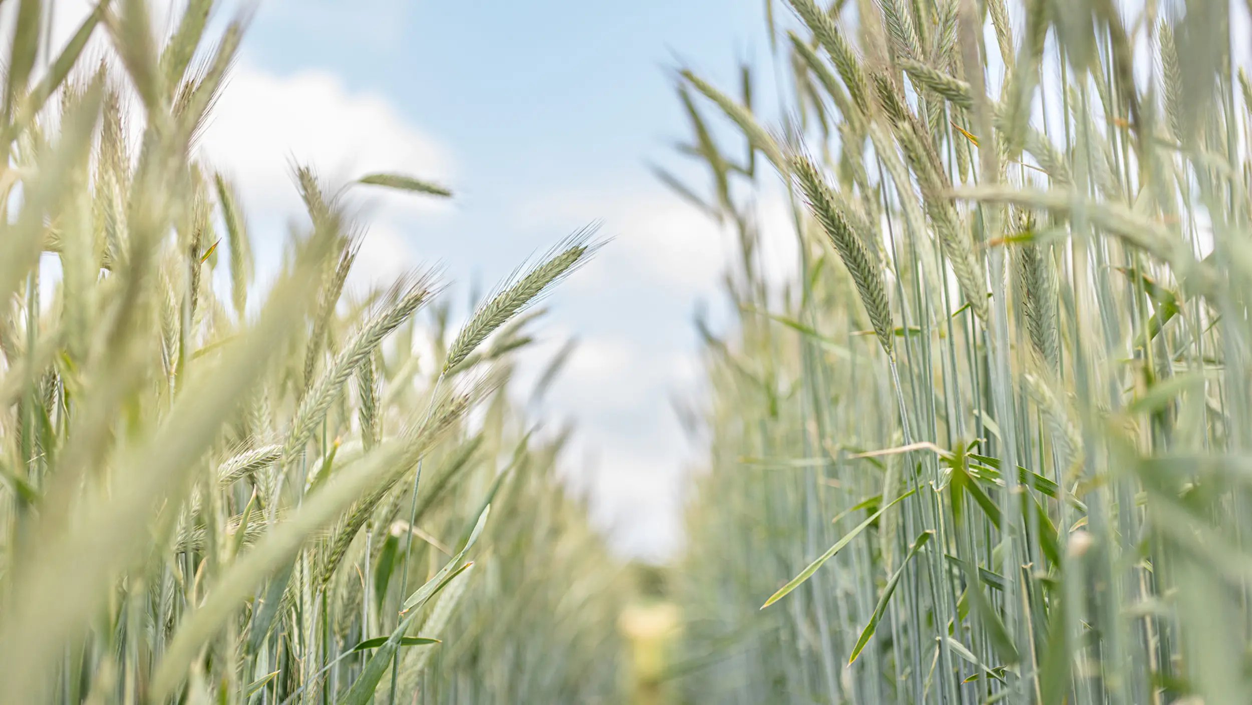 KWS grows dynamically on the back of innovations for sustainable ...