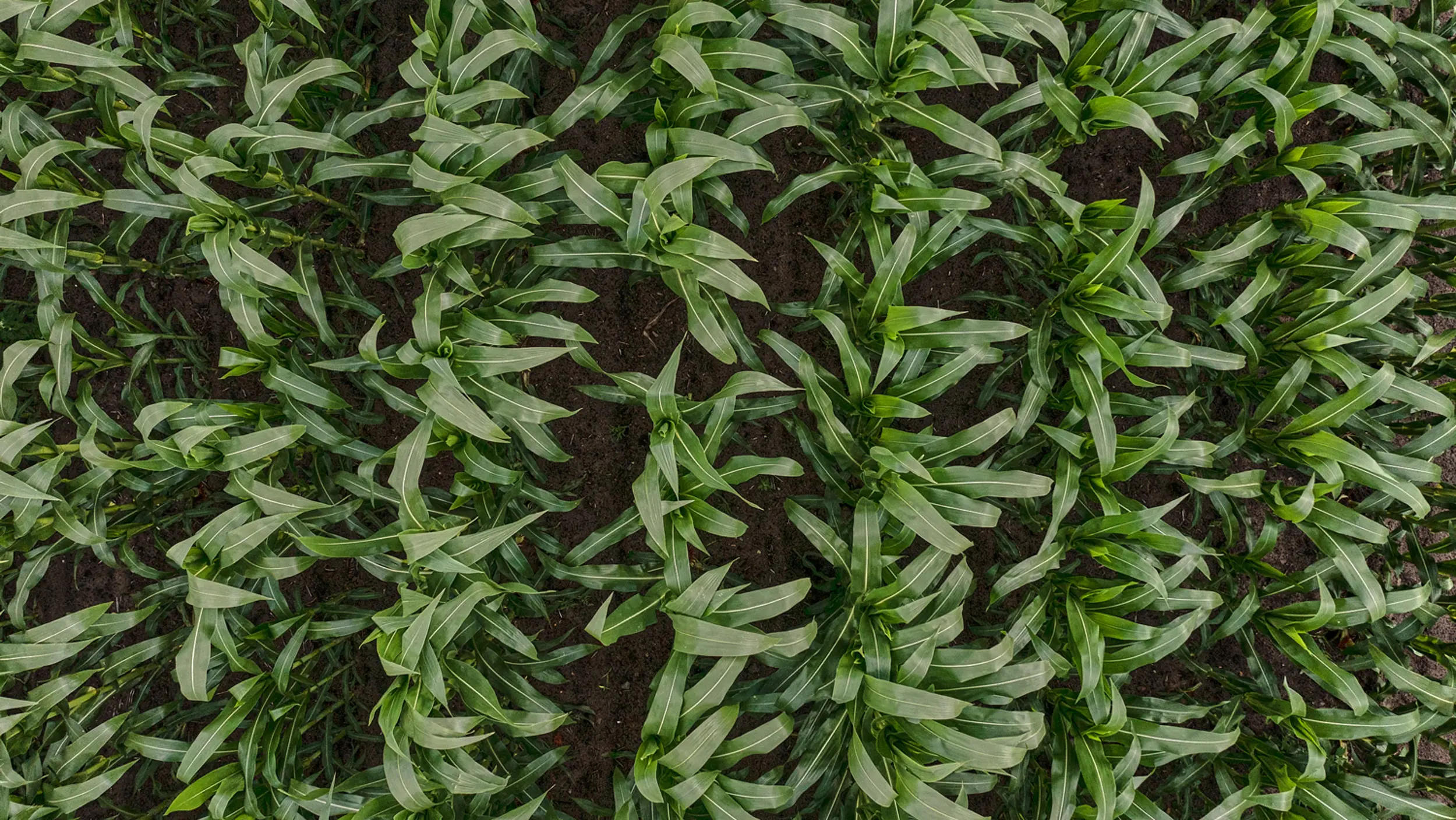 Strategic step: KWS and Limagrain to divest North American Joint ...