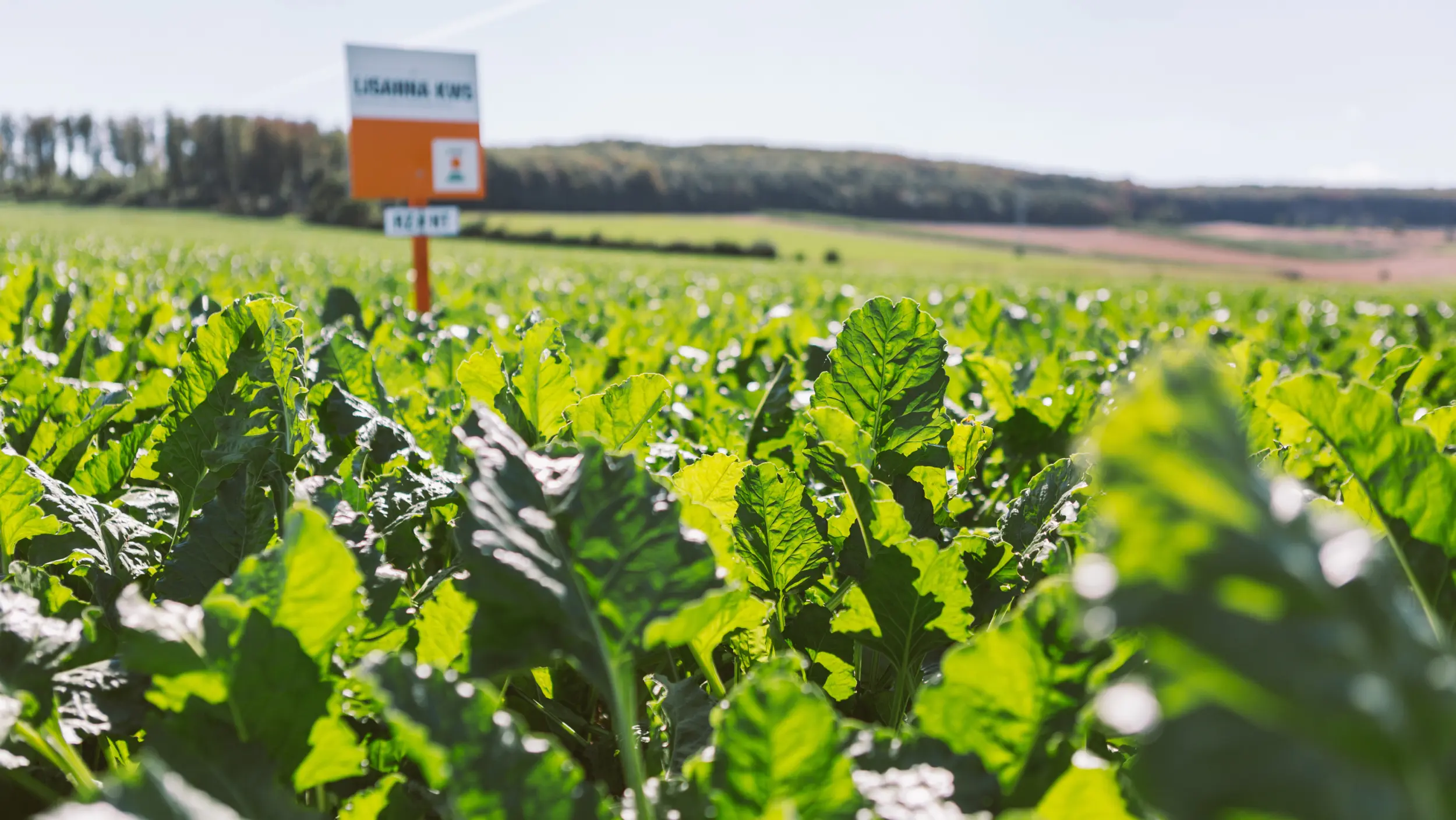 KWS reports robust business performance in the first nine months of 2024/2025 - KWS SAAT SE & Co ...