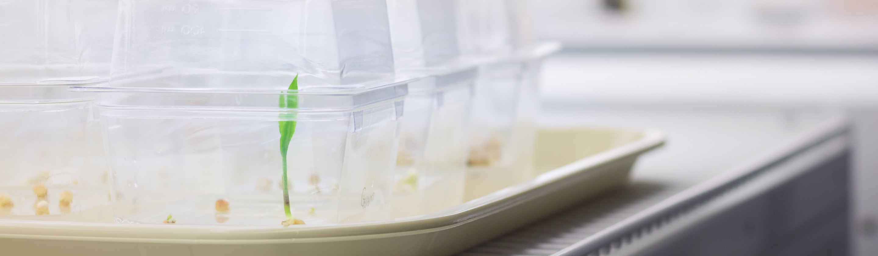 Glossary - Genome editing - Breeding methods - Innovation - KWS SAAT SE ...