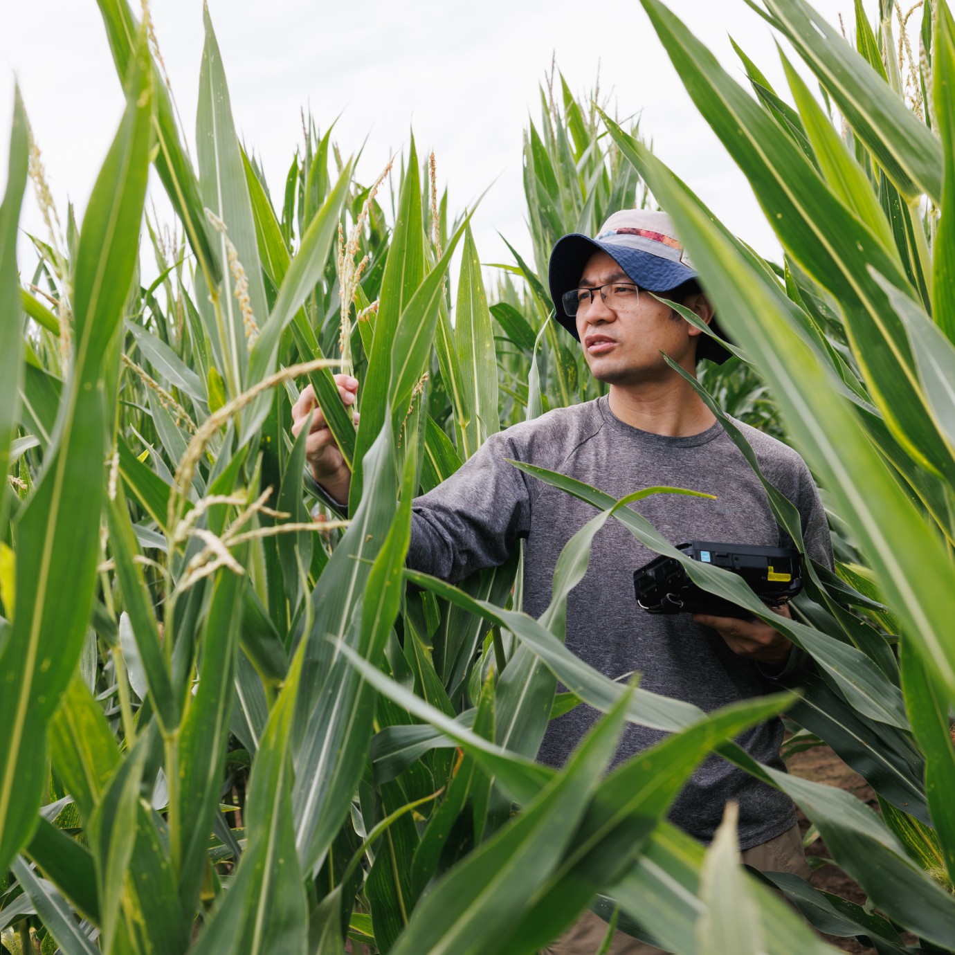 Plant breeding for a sustainable agriculture - KWS SAAT SE & Co. KGaA