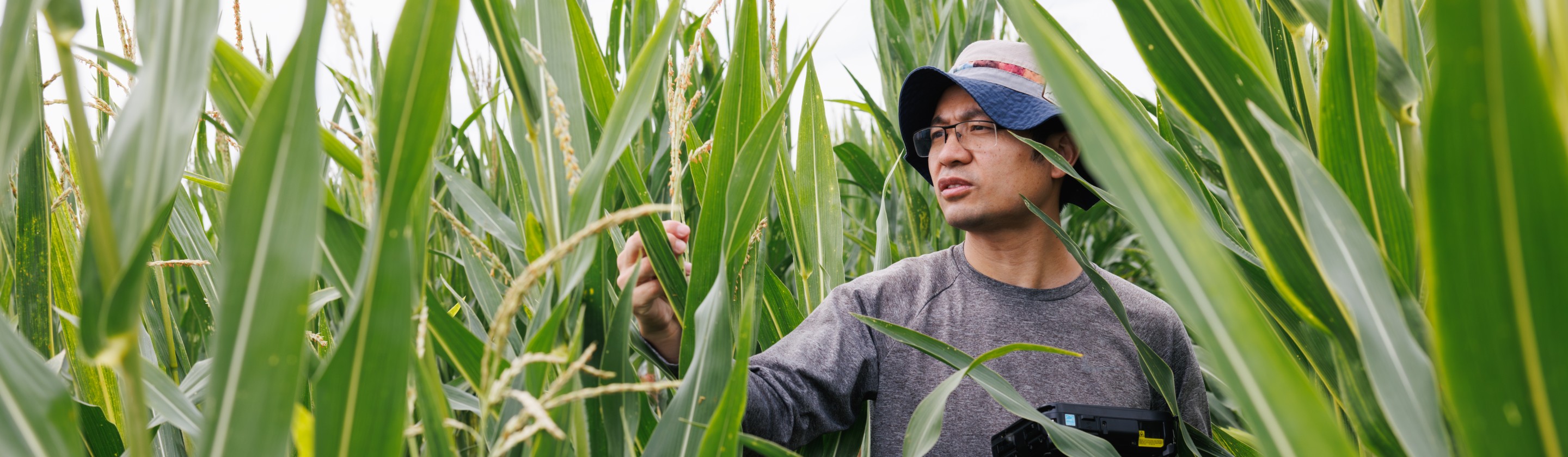 Breeding objectives - KWS SAAT SE & Co. KGaA